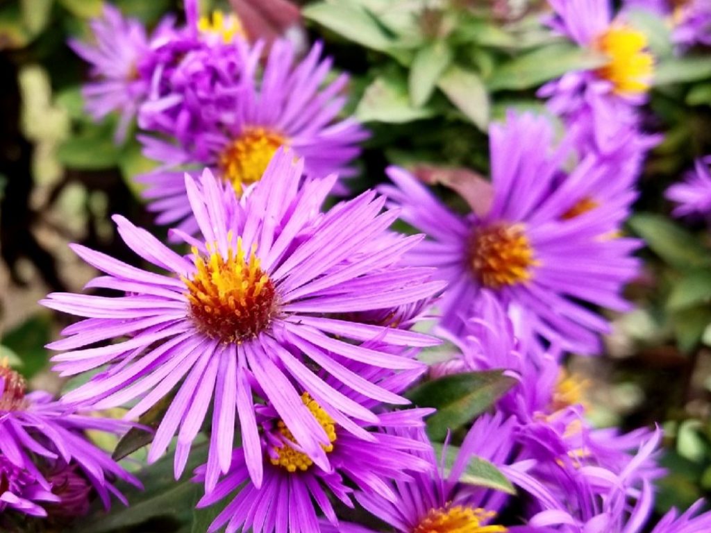 Riani dan Aster Rika – IsolaPos.com